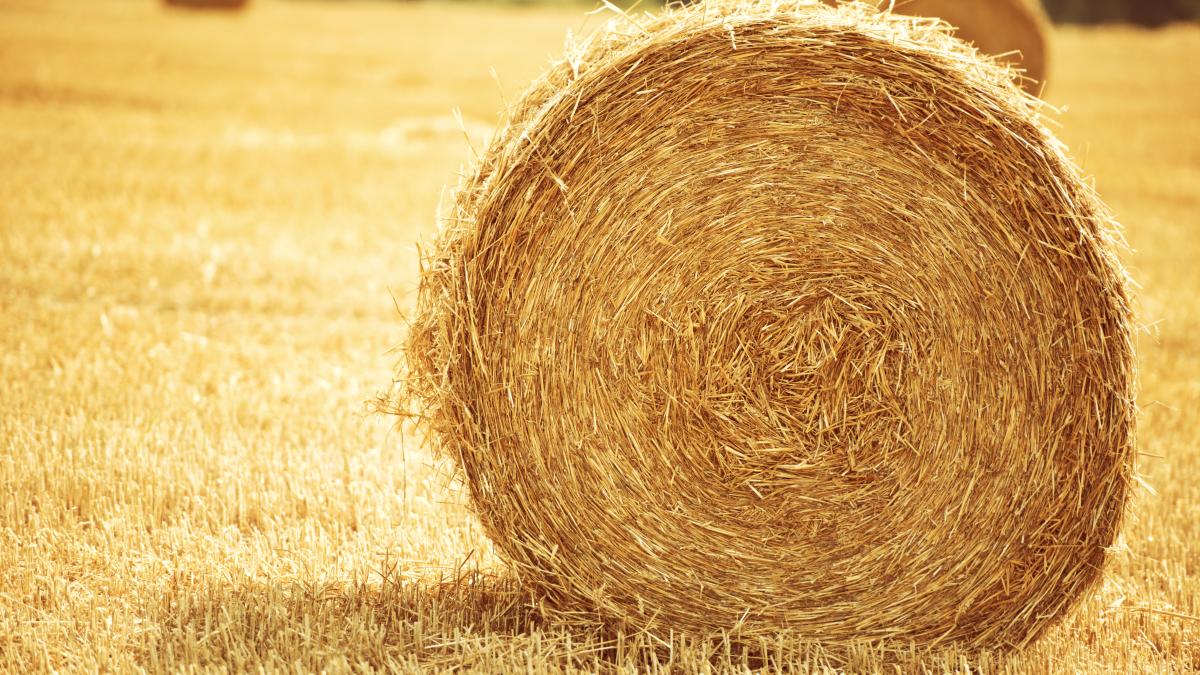 Biomass | Vecoplan